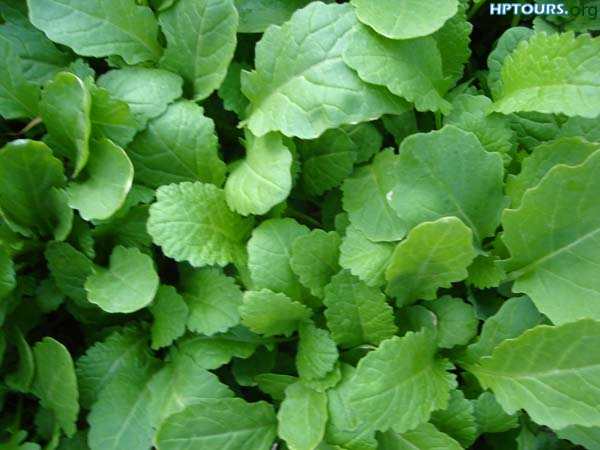 Sarson Ka Saag Cuisines In Himachal Pradesh Himachal Pradesh